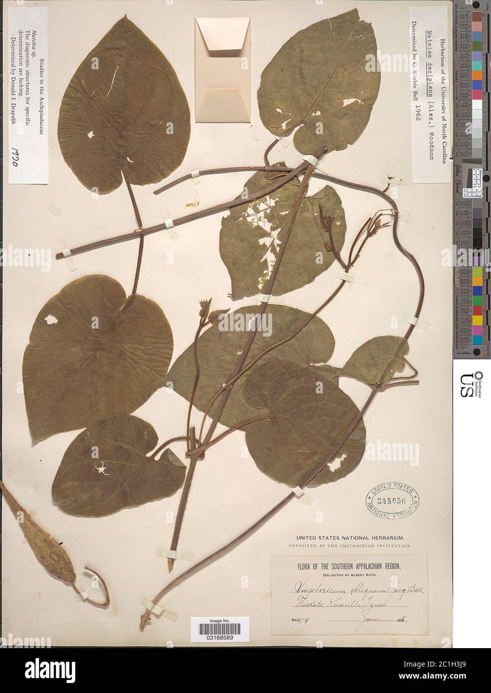 Matelea hi-res stock photography and images - Alamy