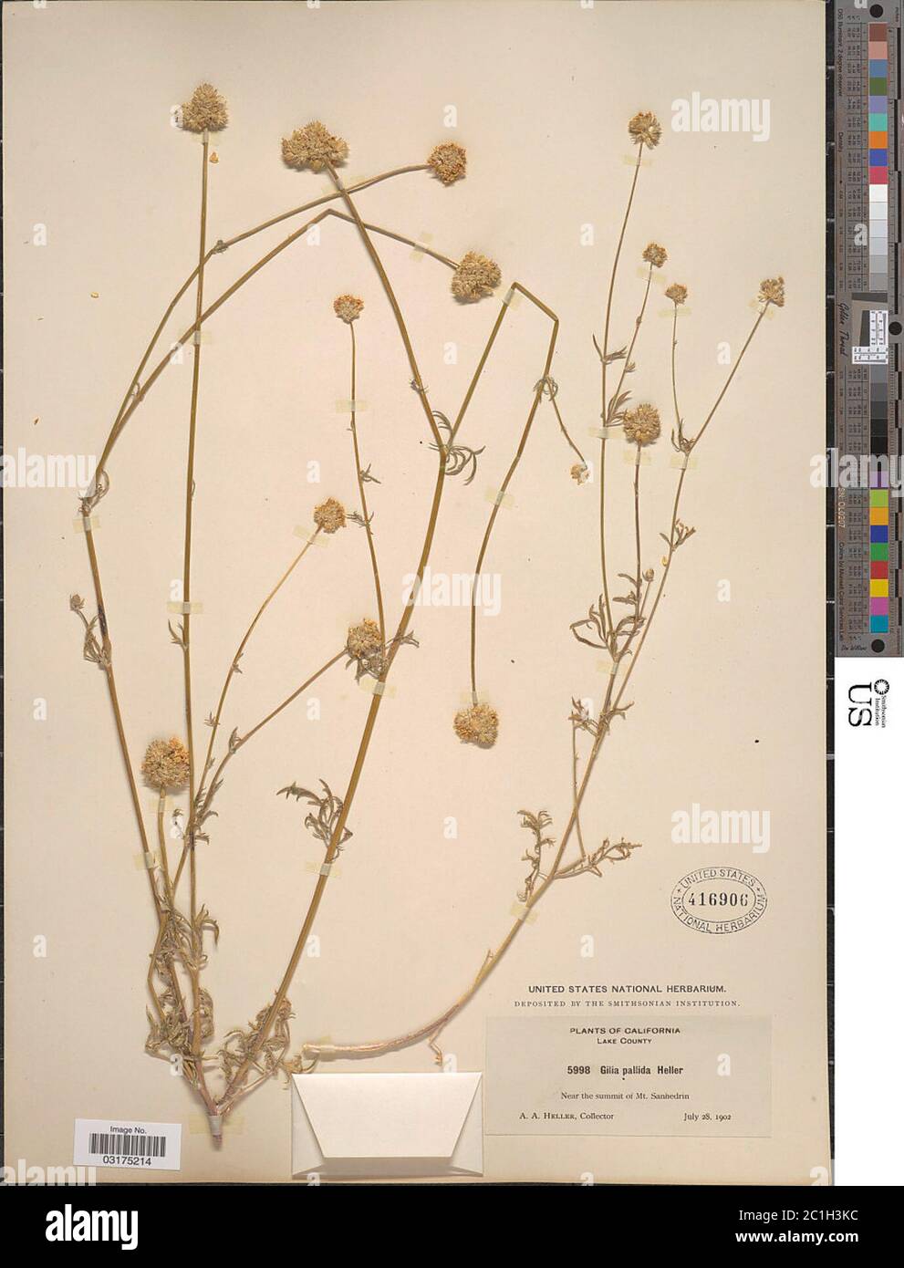 Gilia capitata Sims Gilia capitata Sims Stock Photo - Alamy