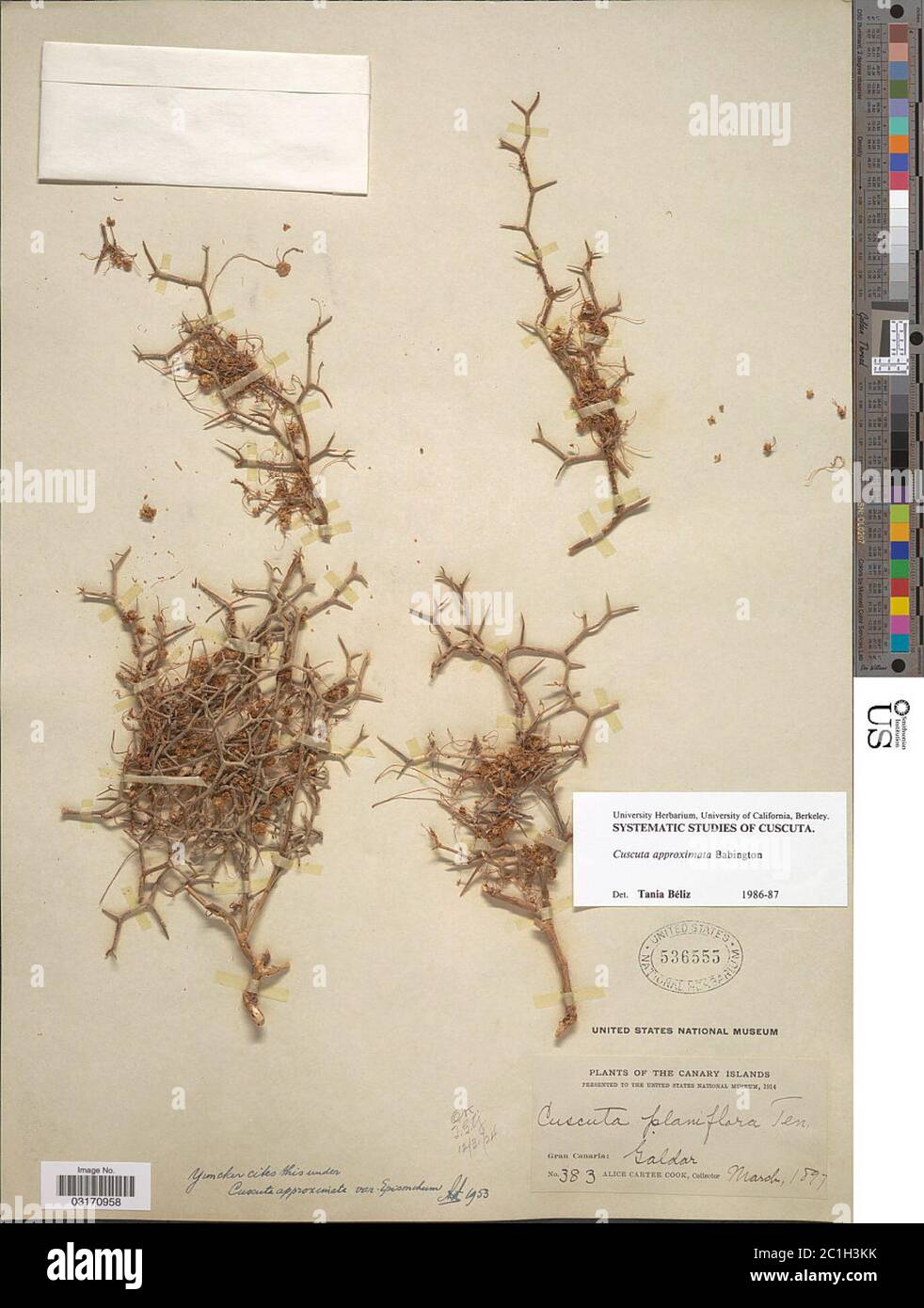 Cuscuta approximata hi-res stock photography and images - Alamy