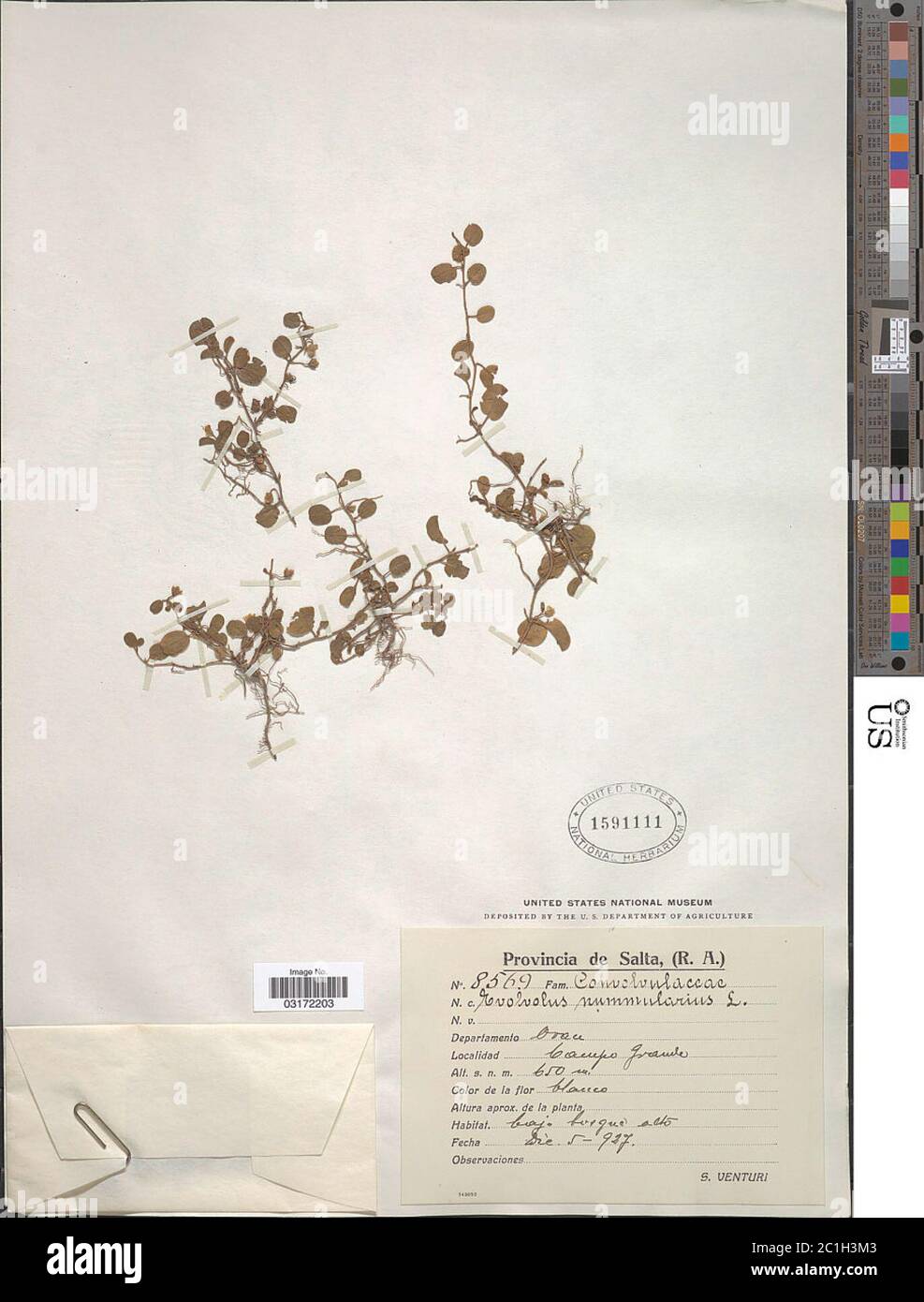 Evolvulus nummularius hi-res stock photography and images - Alamy