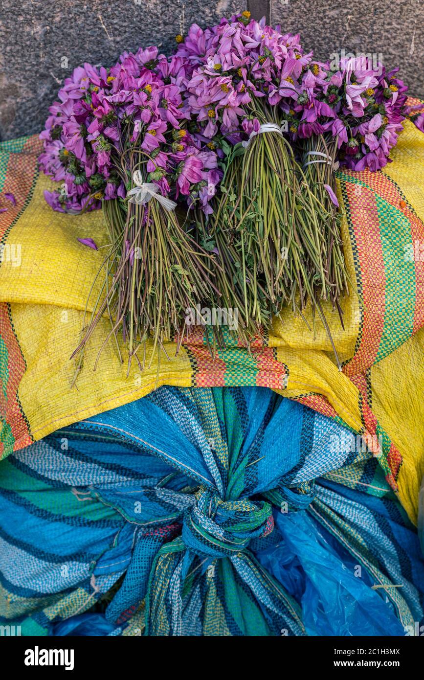 Life form forms hi-res stock photography and images - Alamy