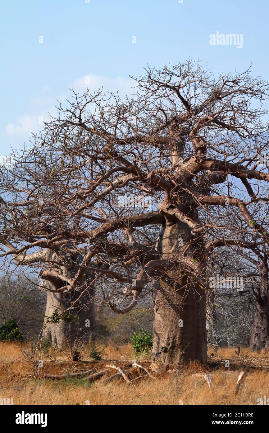 Savannah trees africa hi-res stock photography and images - Alamy