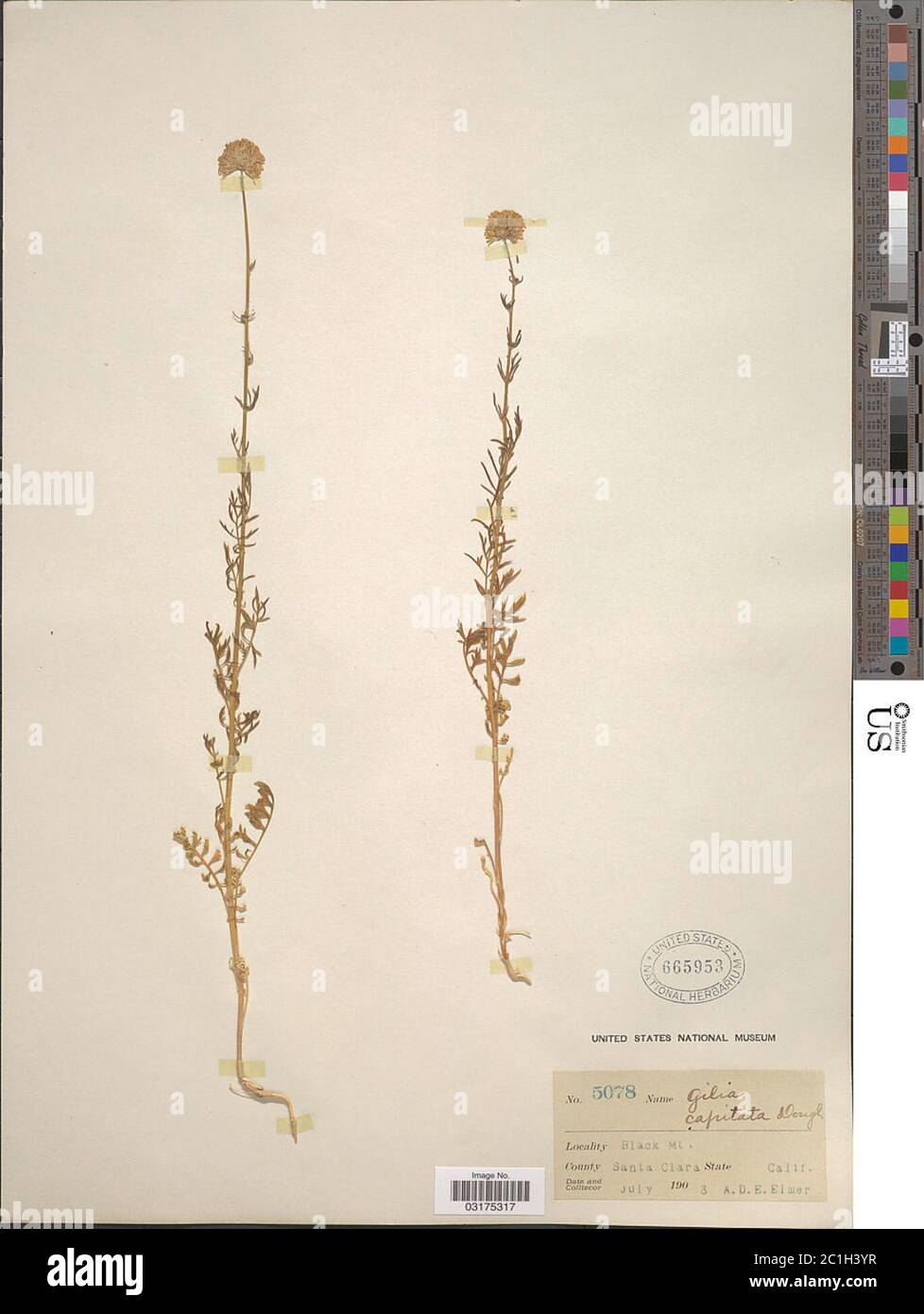 Gilia capitata Sims Gilia capitata Sims Stock Photo - Alamy