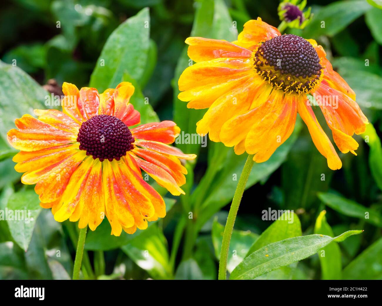 Paired flowers of the summer to autumn flowering sneezeweed, Helenium ...