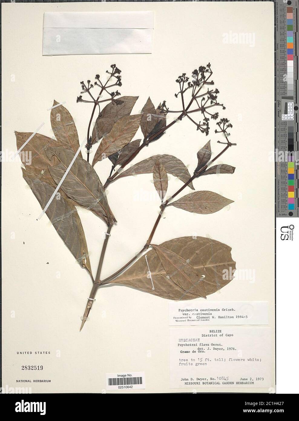 Psychotria costivenia Griseb var costivenia Psychotria costivenia ...