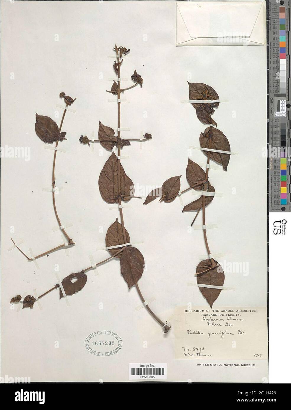 Rutidea parviflora DC Rutidea parviflora DC Stock Photo - Alamy