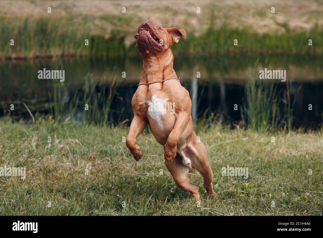 Jumping Dogue de Bordeaux. Dog mastiff pet Stock Photo - Alamy