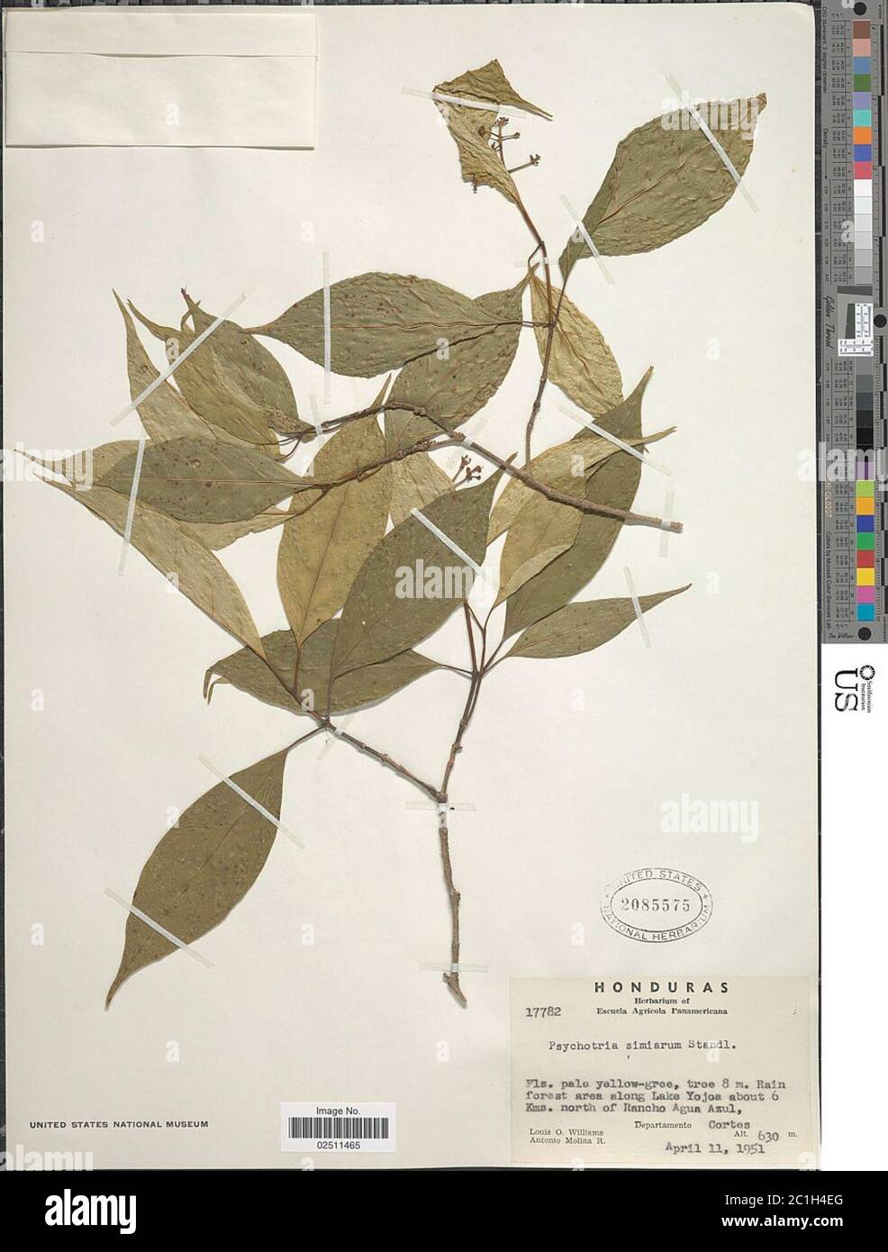 Simiarum hi-res stock photography and images - Alamy