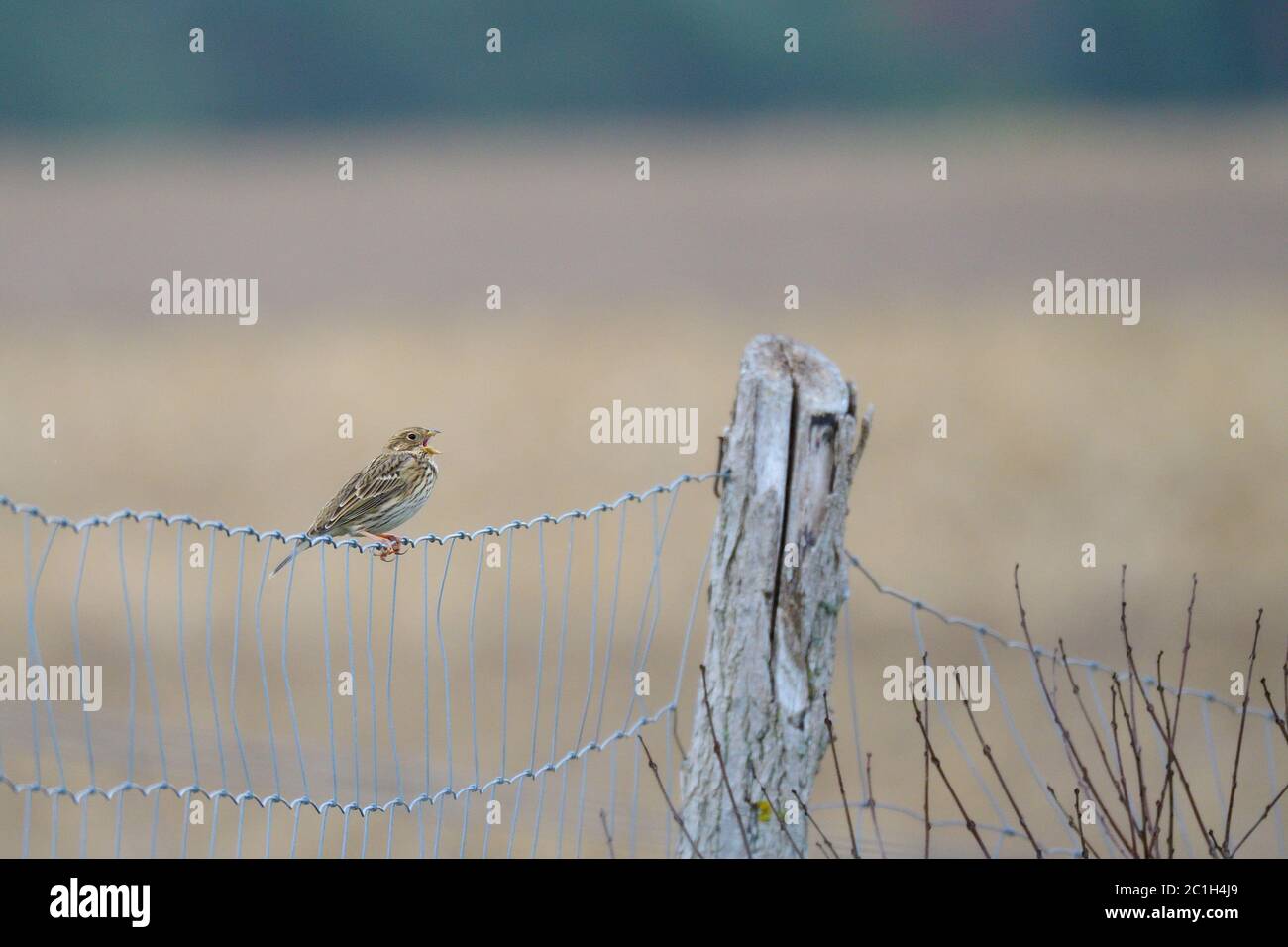 Singing bunting hi-res stock photography and images - Alamy