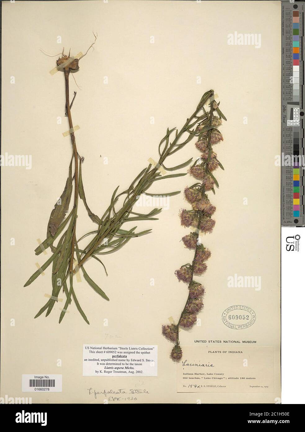 Liatris aspera Michx Liatris aspera Michx Stock Photo - Alamy