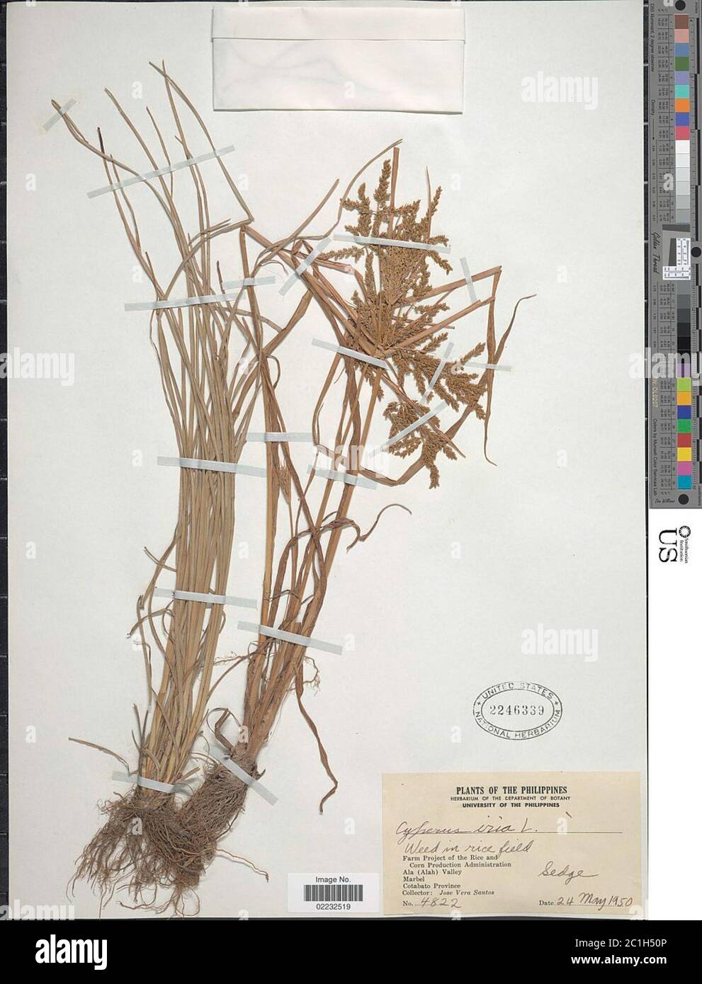 Cyperus iria hi-res stock photography and images - Alamy