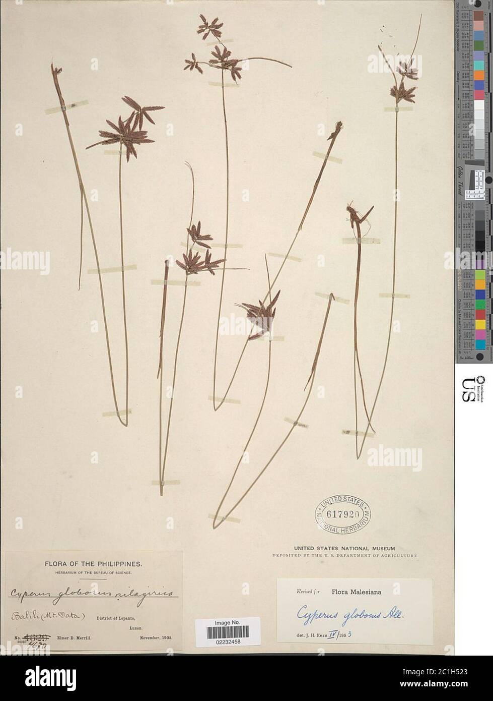 Cyperus globosus Forssk Cyperus globosus Forssk Stock Photo - Alamy