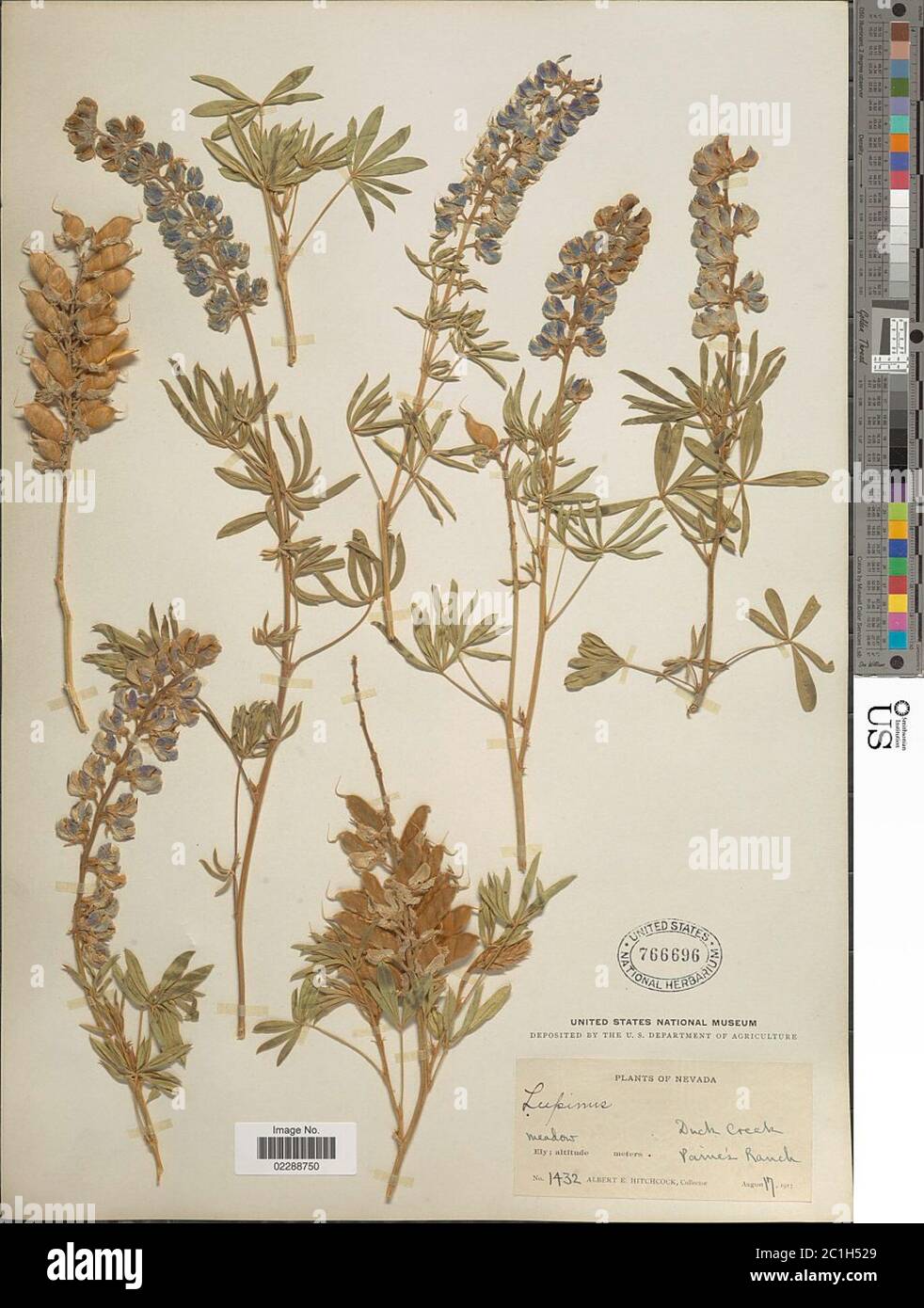 Lupinus sp Lupinus sp Stock Photo - Alamy