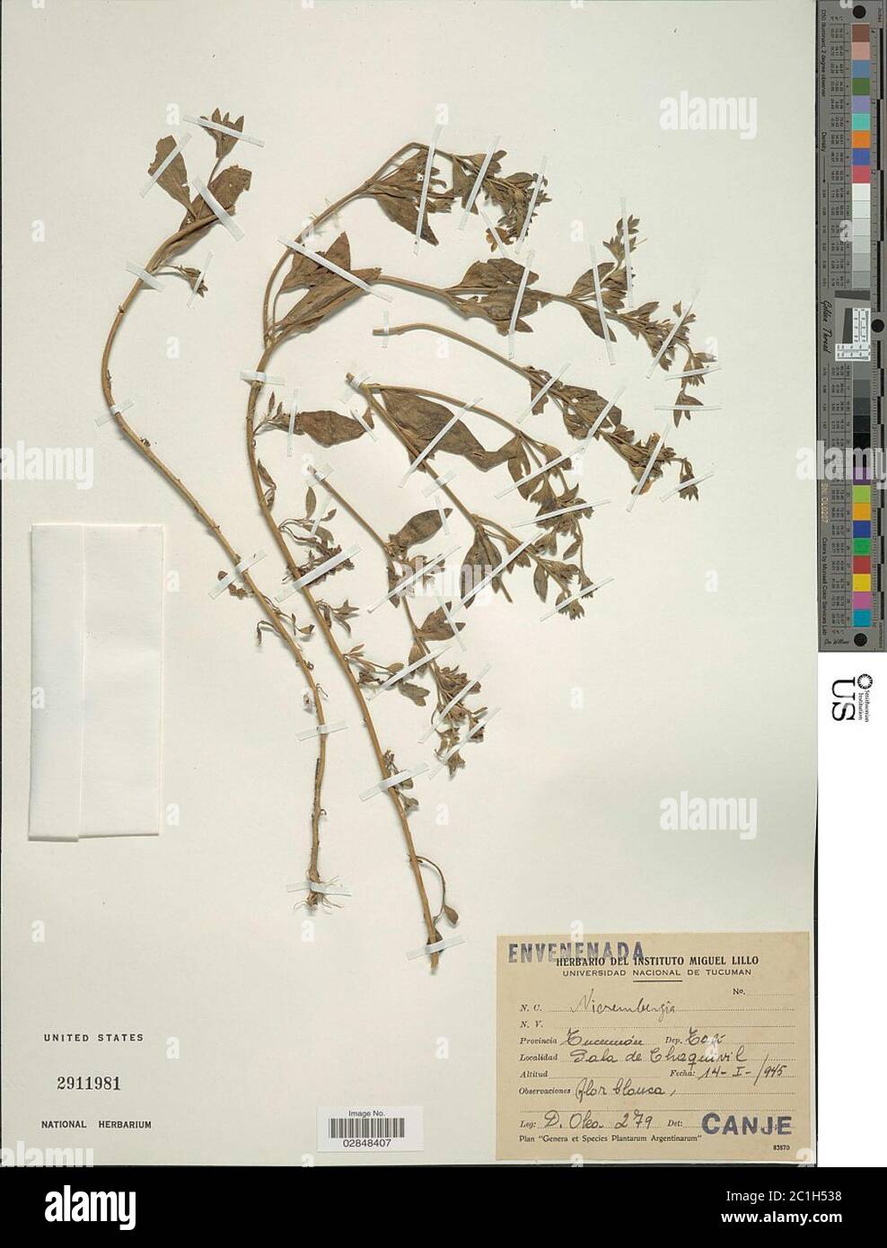 Nierembergia hi-res stock photography and images - Alamy