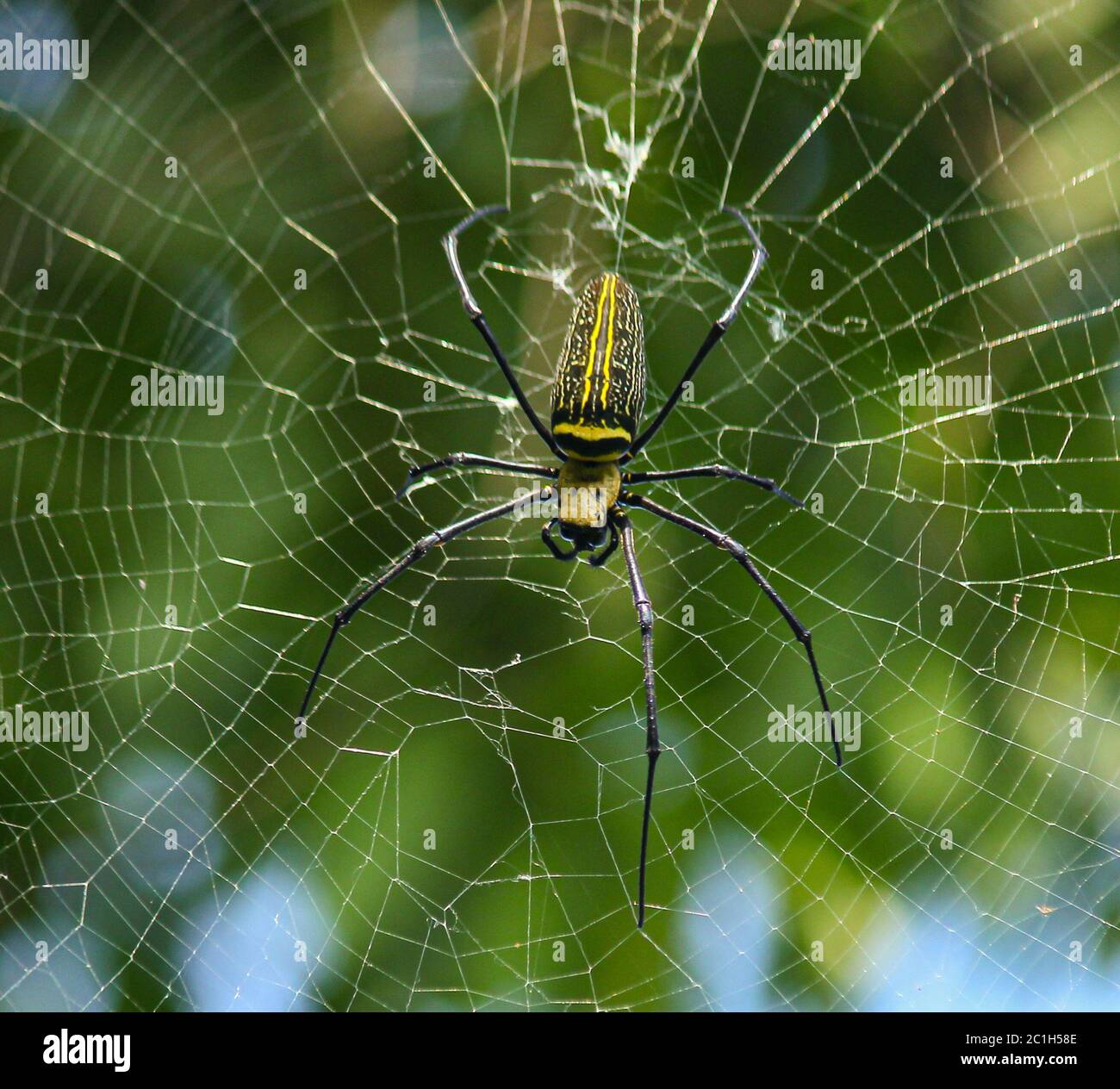 Macro close up detail of Nephilinae spider web, colorful vivid of white ...