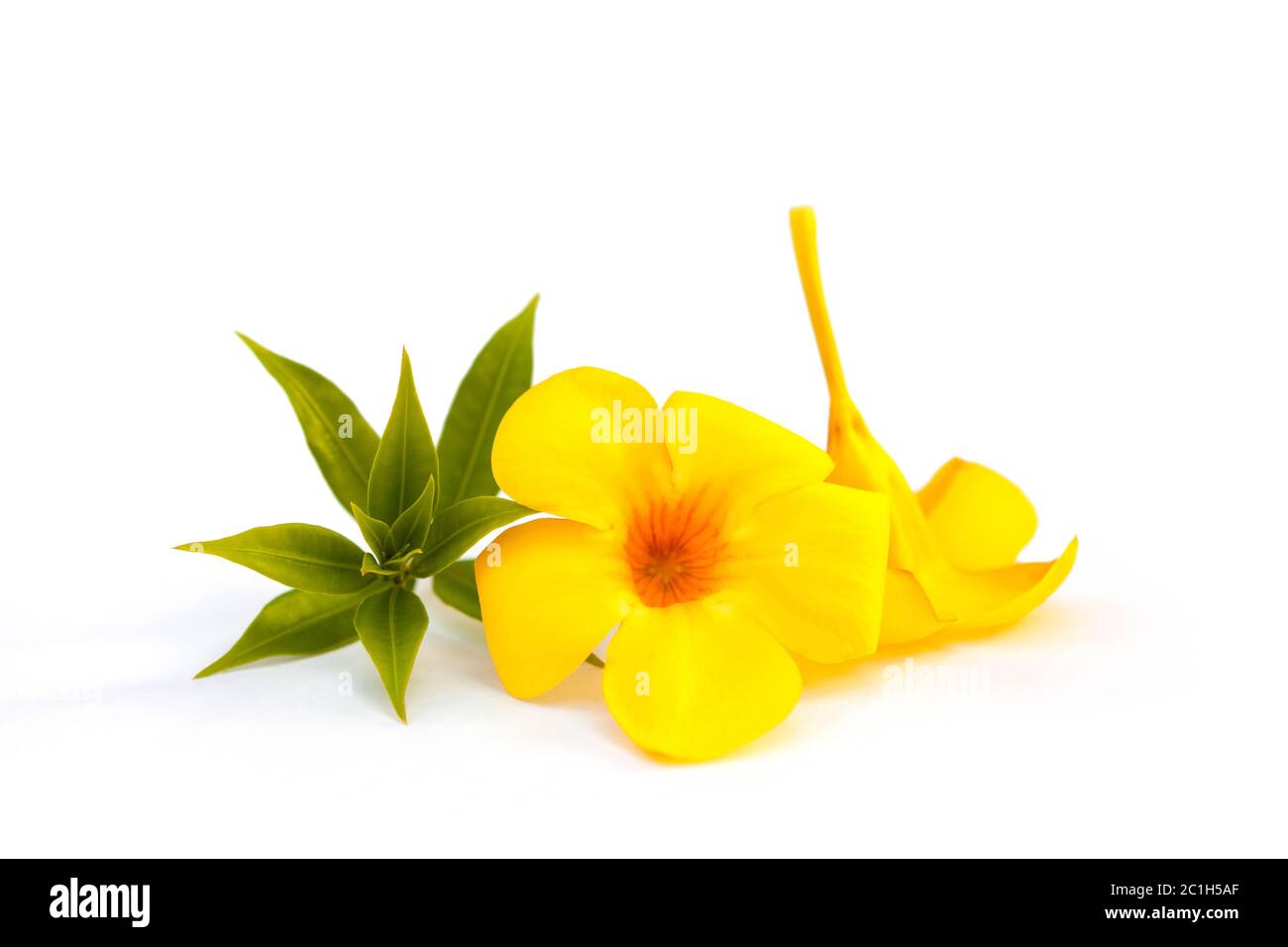 Yellow bell flower Cut Out Stock Images & Pictures - Alamy