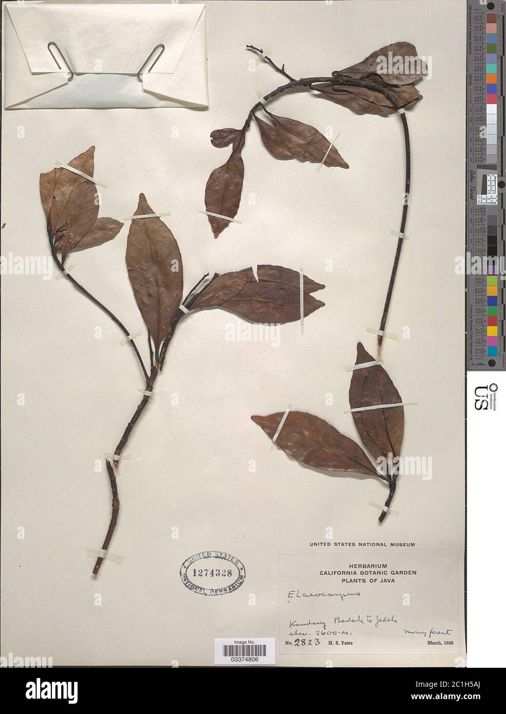 Elaeocarpus sp Elaeocarpus sp Stock Photo - Alamy