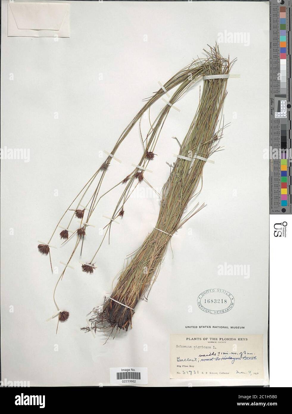 Schoenus nigricans L Schoenus nigricans L Stock Photo - Alamy