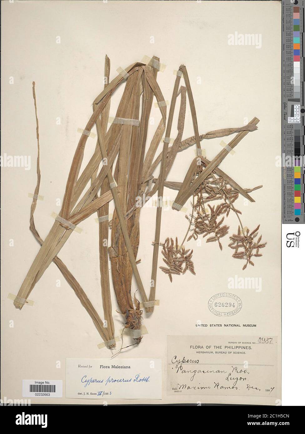 Cyperus procerus Rottb Cyperus procerus Rottb Stock Photo - Alamy