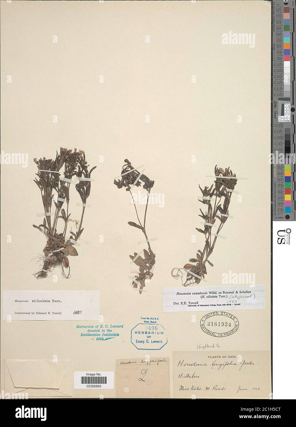 Houstonia canadensis hi-res stock photography and images - Alamy