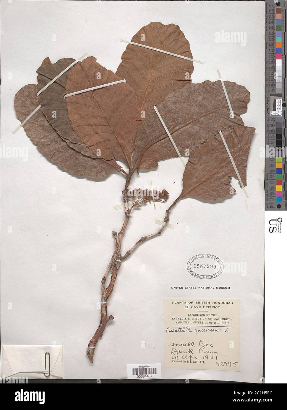 Curatella americana hi-res stock photography and images - Alamy