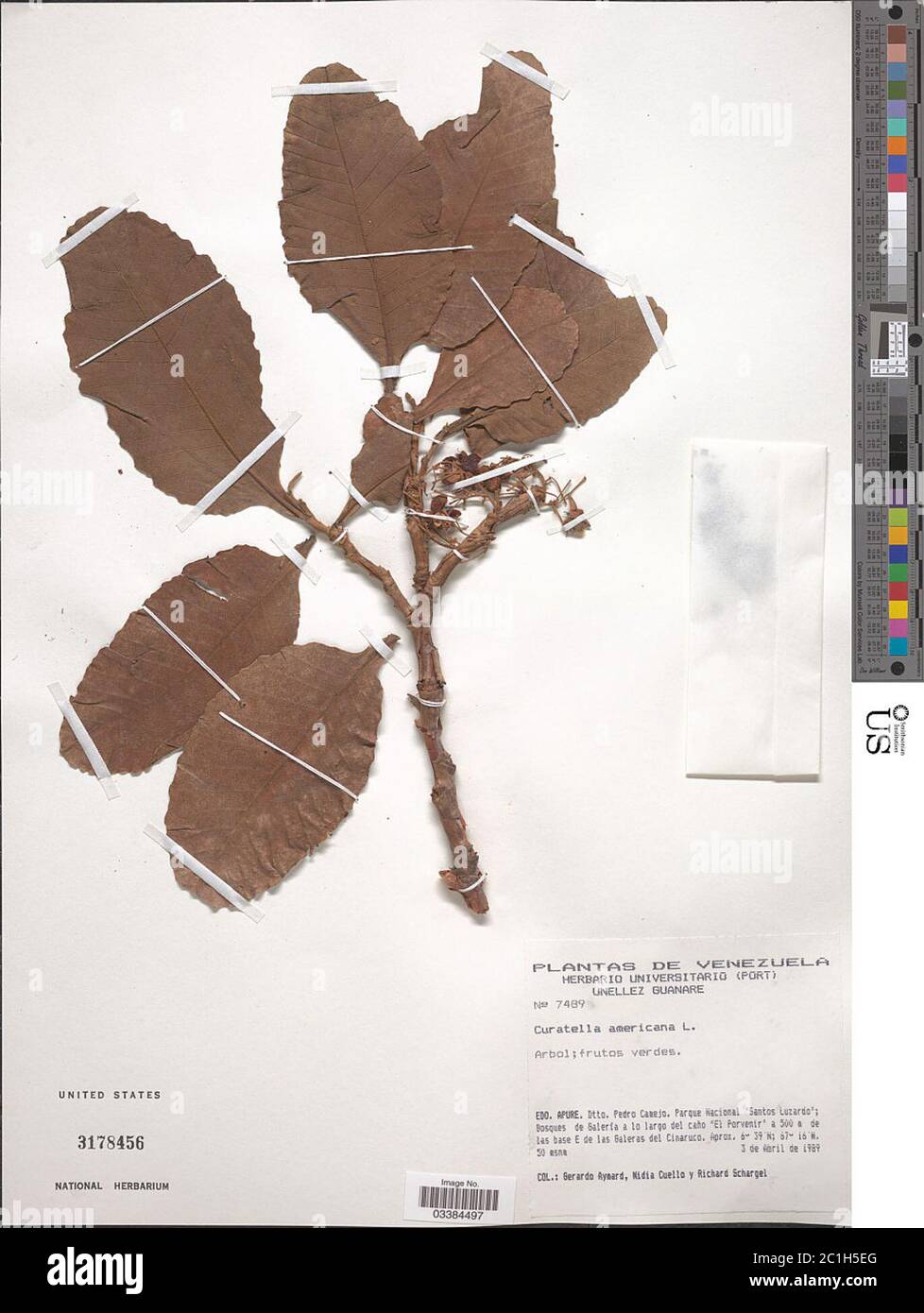 Curatella hi-res stock photography and images - Alamy