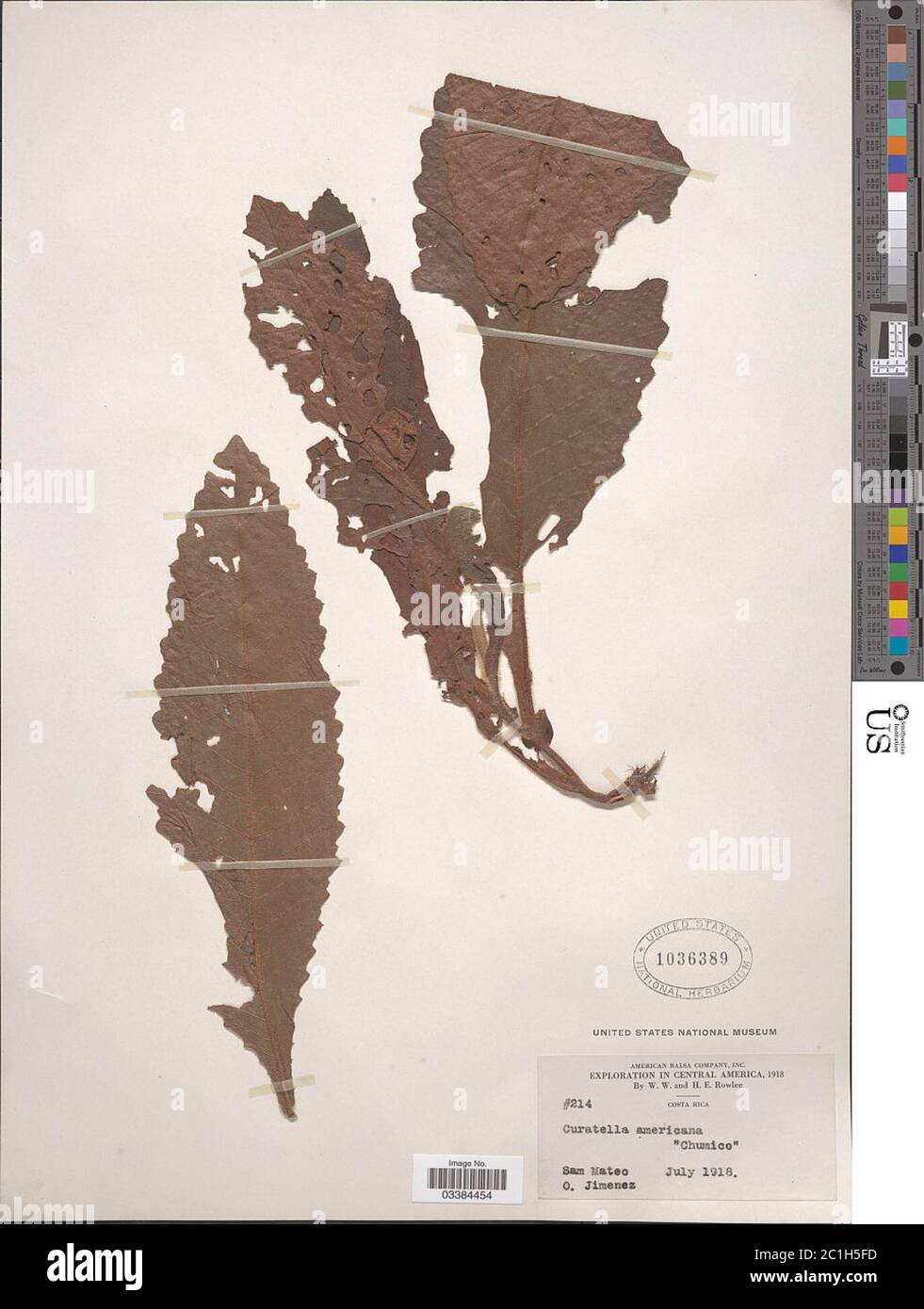 Curatella americana hi-res stock photography and images - Alamy