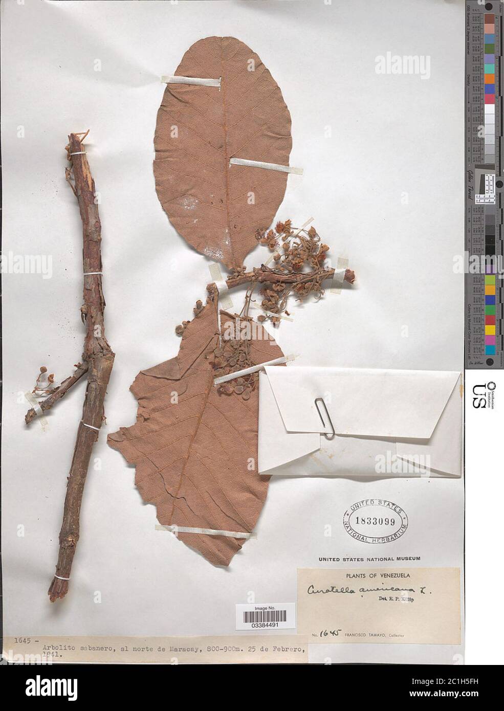 Curatella americana L Curatella americana L Stock Photo - Alamy