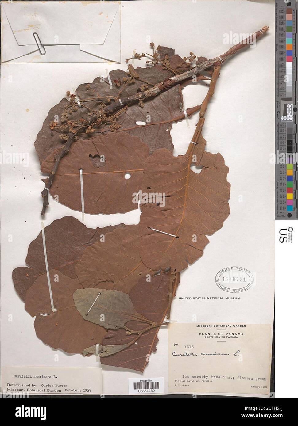 Curatella americana hi-res stock photography and images - Alamy