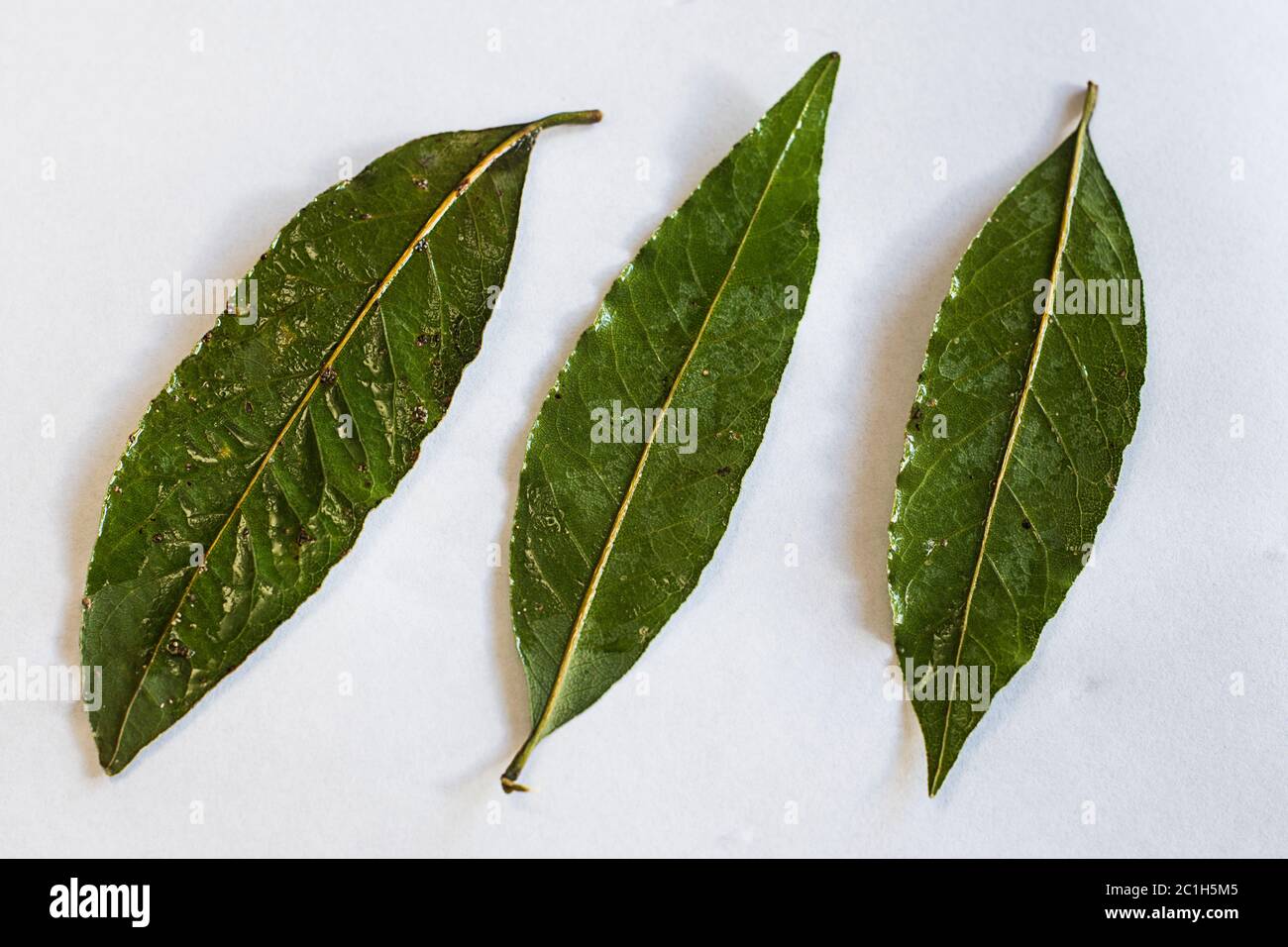 three laurels leafs in a white background. Leaf's details Stock Photo ...