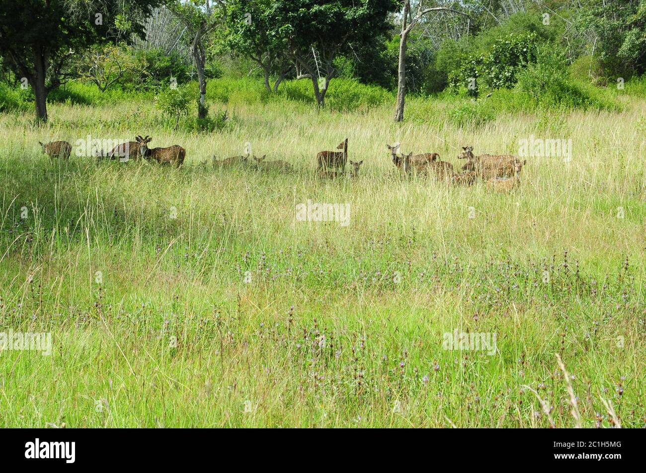 Deer in grassland hi-res stock photography and images - Alamy