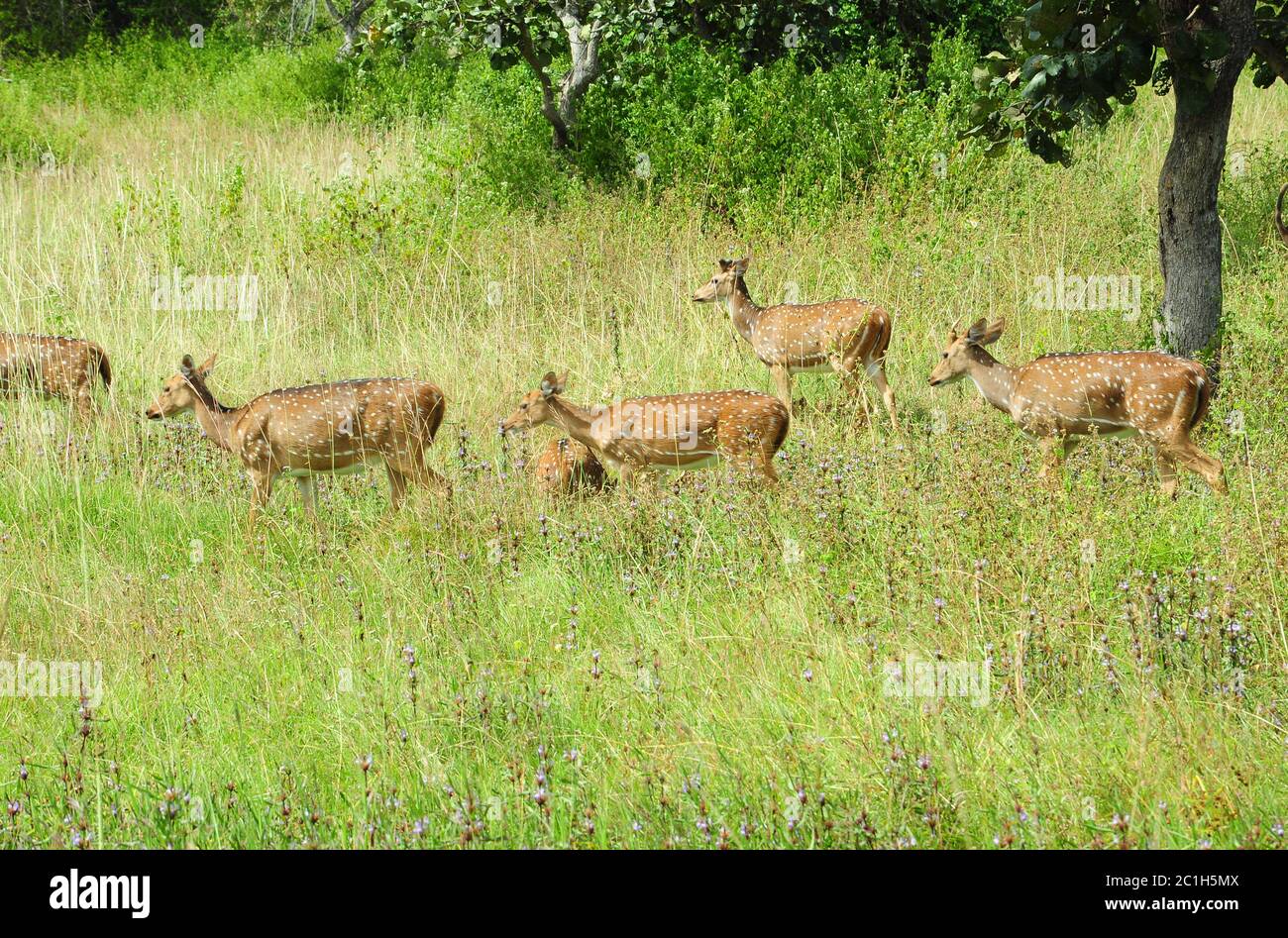 Grassland environment hi-res stock photography and images - Alamy
