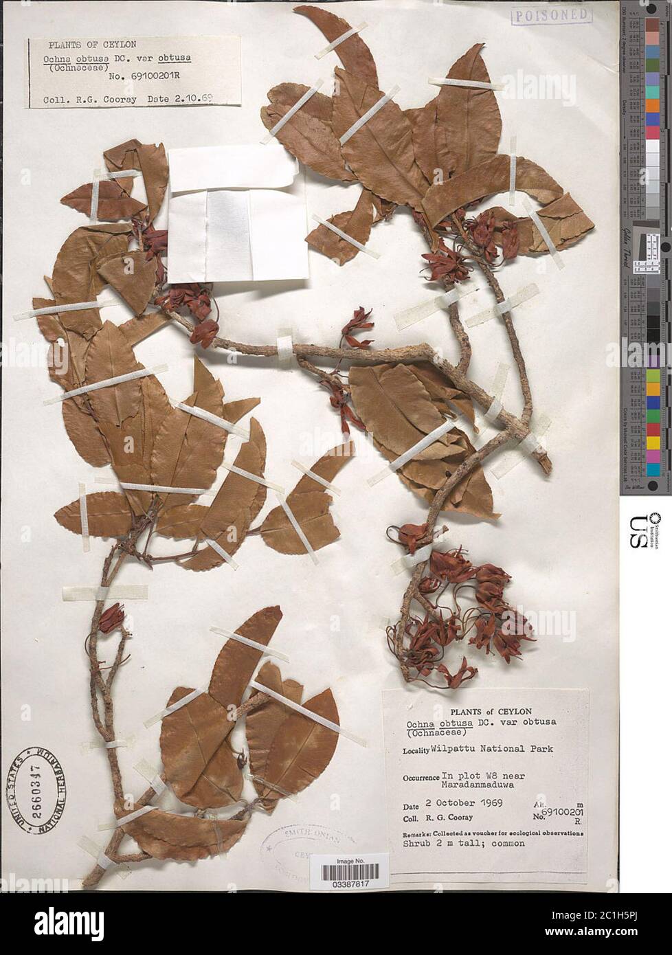 Ochna obtusata hi-res stock photography and images - Alamy