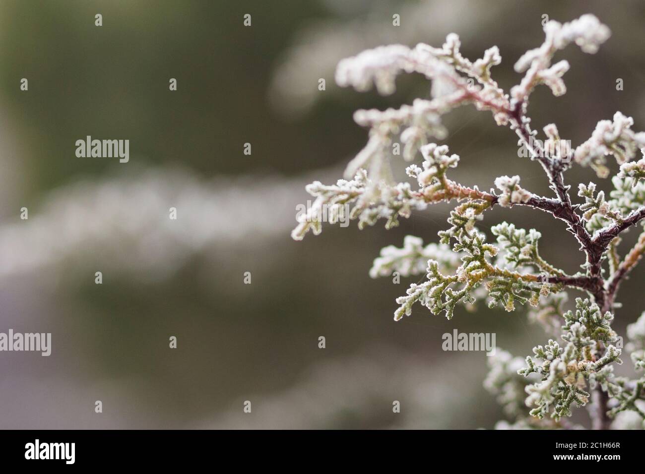 Frosty cypress leaves on a cold winter morning Stock Photo - Alamy