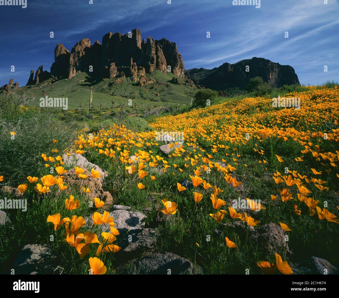 Desert landscape poppy wildflowers hi-res stock photography and images ...