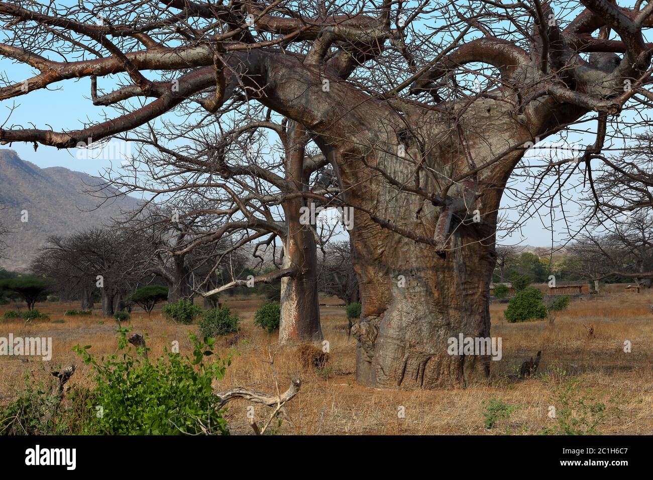 Malawi forest trees hi-res stock photography and images - Alamy