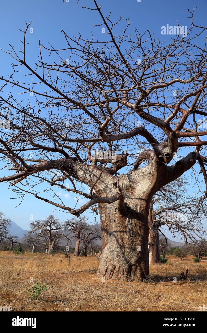 Savannah trees africa hi-res stock photography and images - Alamy
