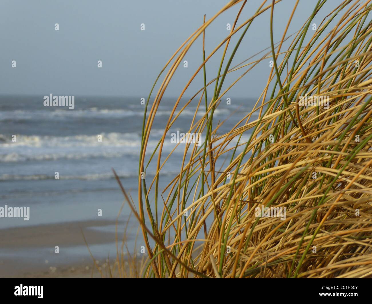 Grass beach sand hi-res stock photography and images - Alamy