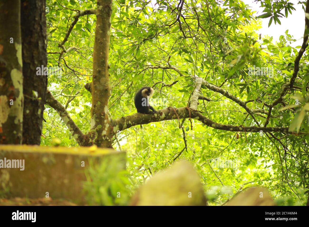 A Lion-tailed macaque moving around on the trees. The lion-tailed ...