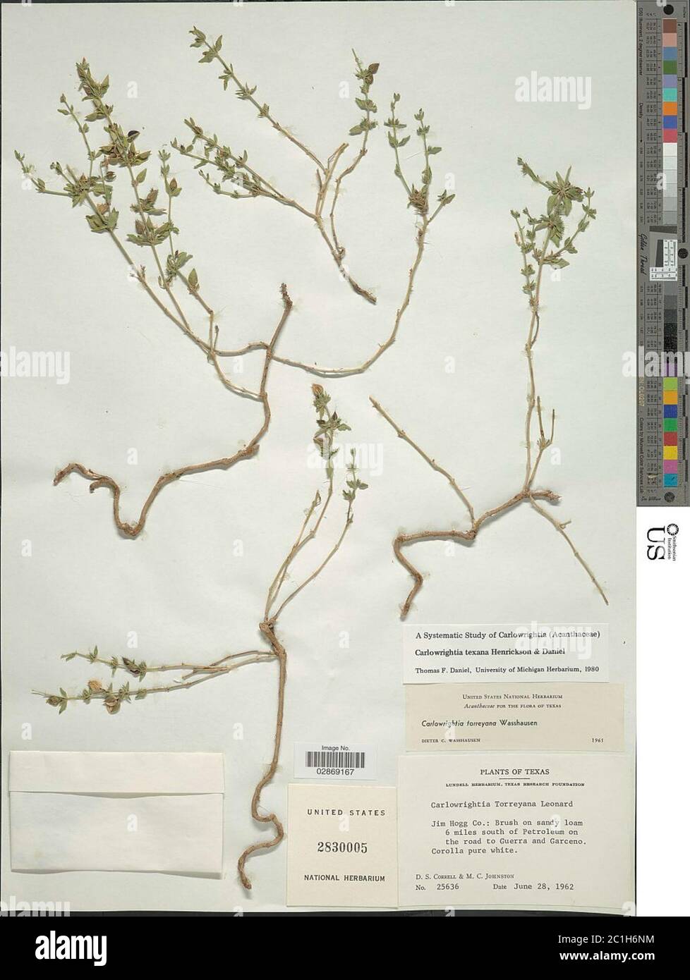 Carlowrightia texana Henrickson TF Daniel Carlowrightia texana ...
