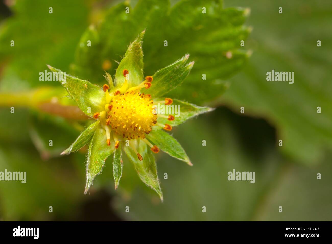 No picking flowers hi-res stock photography and images - Alamy