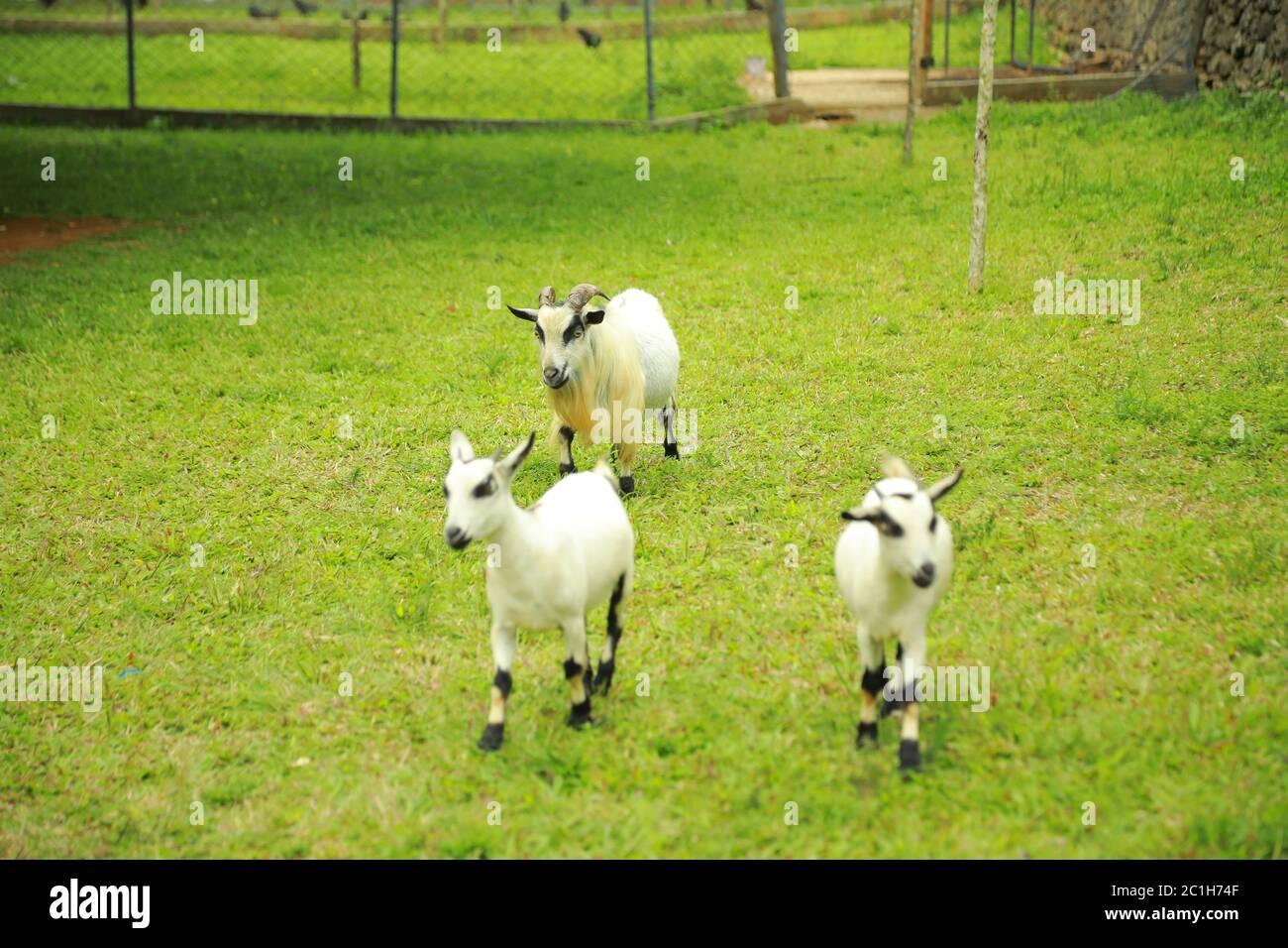Goat breeding farm. Portrait of white and black goat.White domestick ...