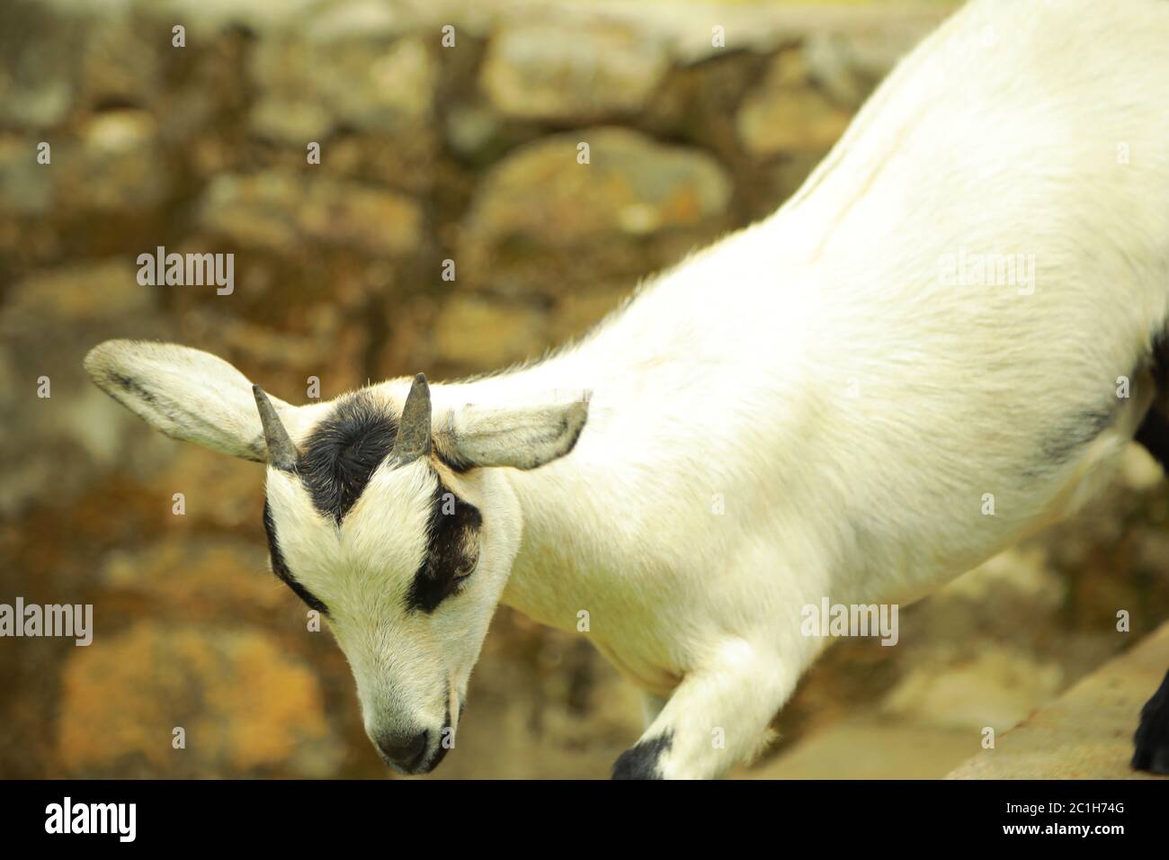 Goat breeding farm. Portrait of white and black goat.White domestick ...