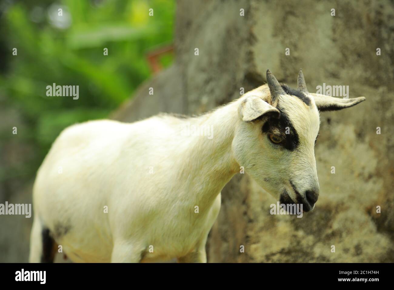 Goat breeding farm. Portrait of white and black goat.White domestick ...