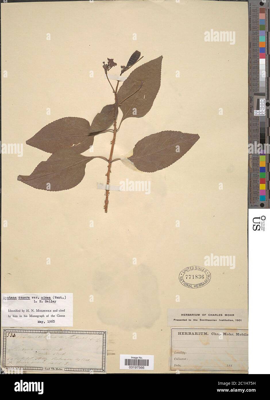 Lantana camara var hi-res stock photography and images - Alamy