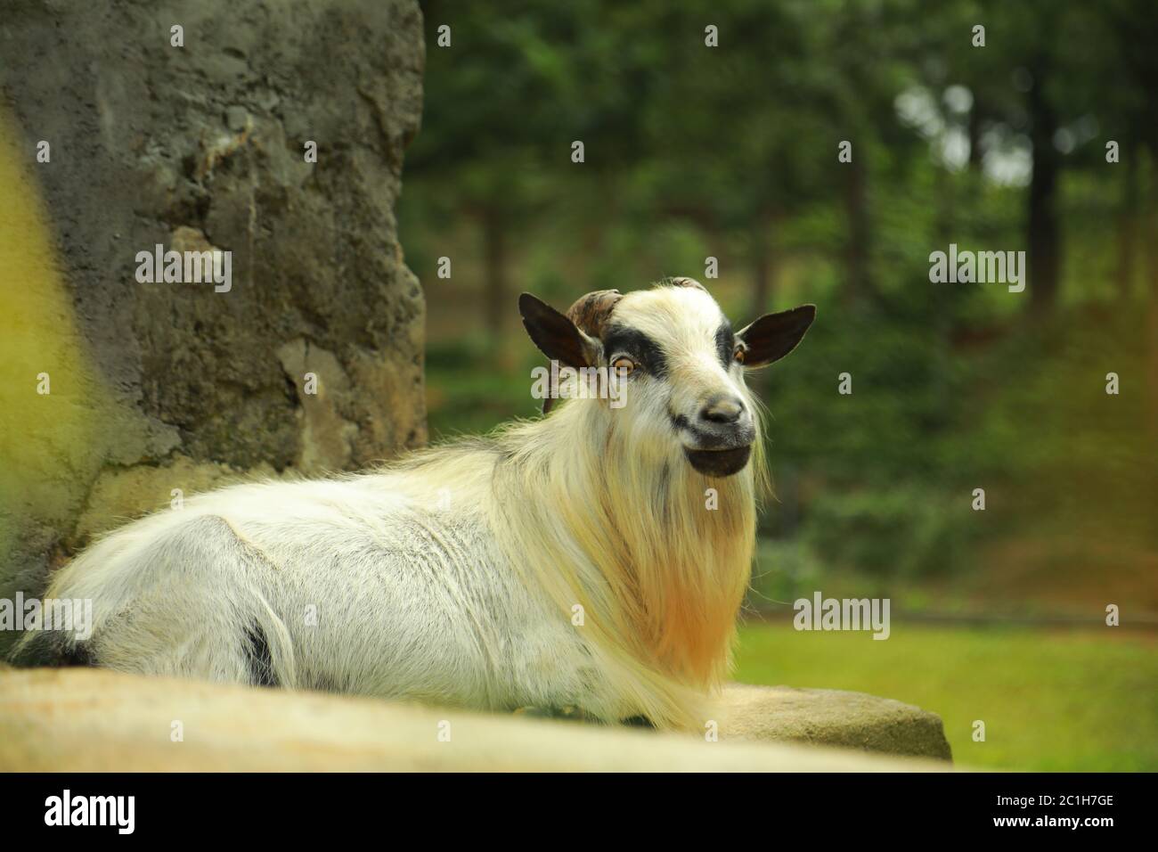 Goat breeding farm. Portrait of white and black goat.White domestick ...