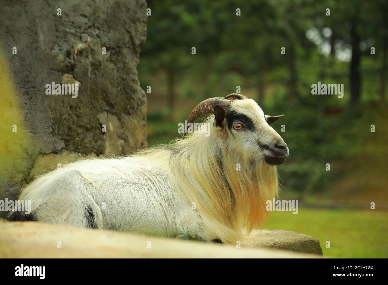 Goat breeding farm. Portrait of white and black goat.White domestick ...