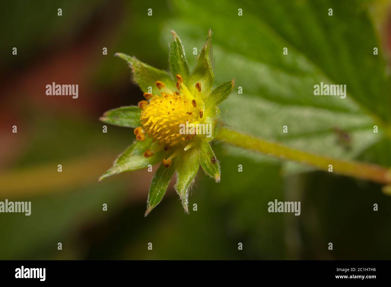 No picking flowers plants hi-res stock photography and images - Alamy