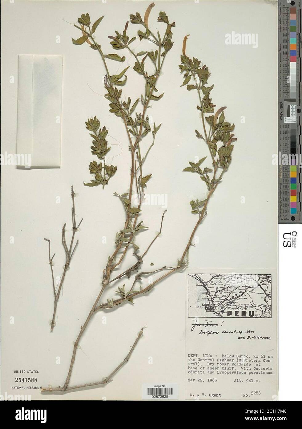 Dicliptera tomentosa Vahl Nees Dicliptera tomentosa Vahl Nees Stock ...