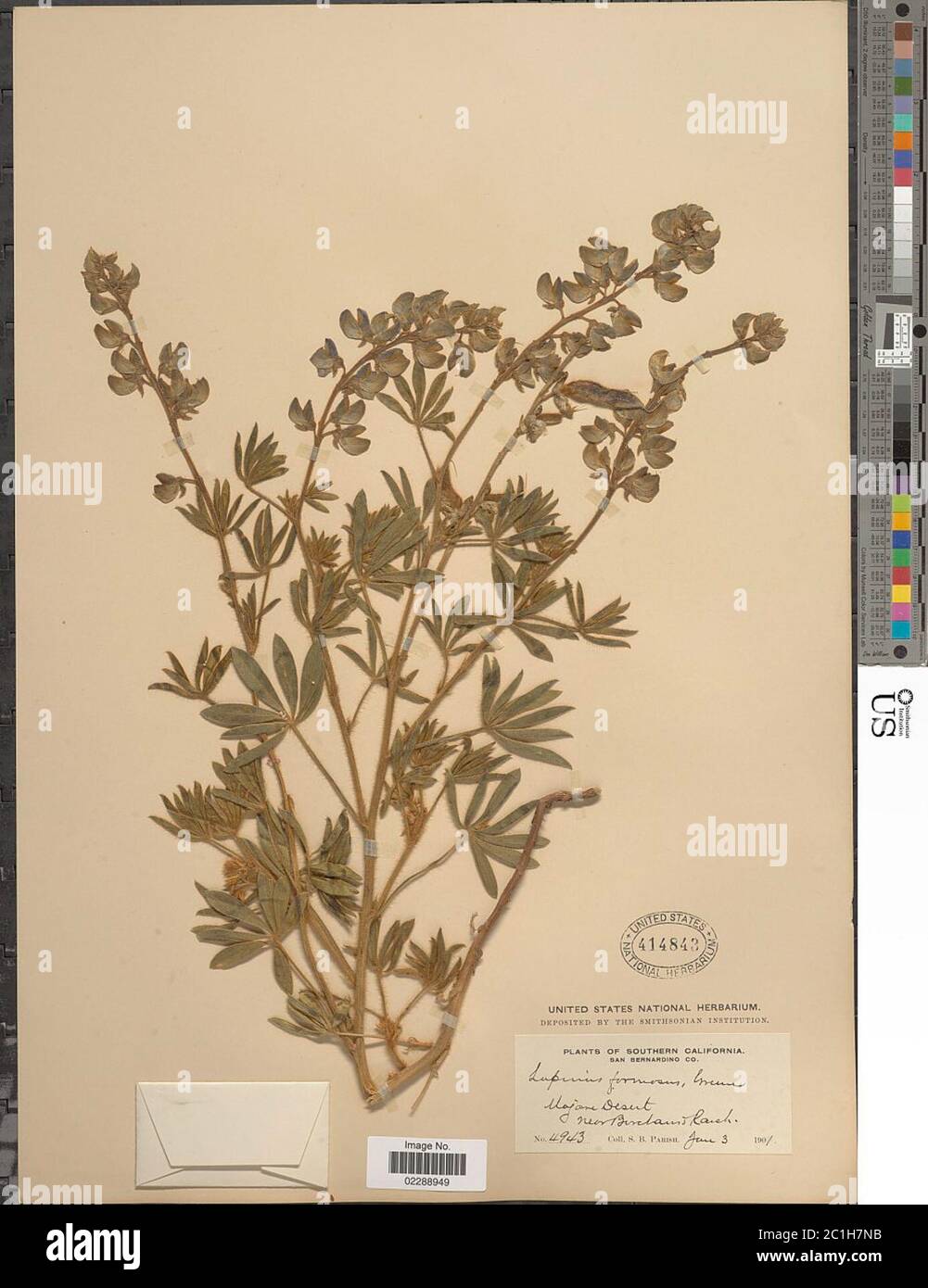 Lupinus sp Lupinus sp Stock Photo - Alamy